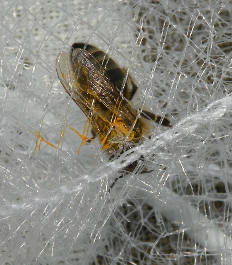 My Bee Journey: Marking bees