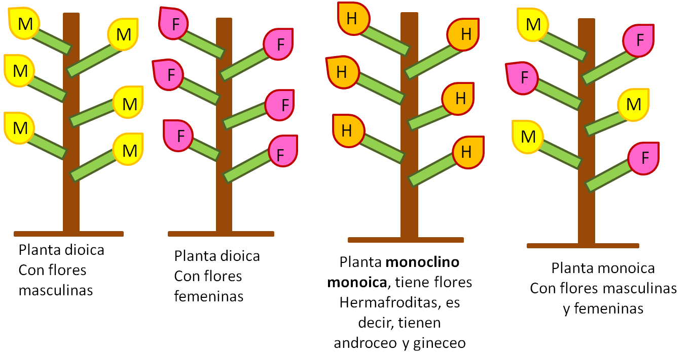 trabajos de biologia : estructuras de una flor