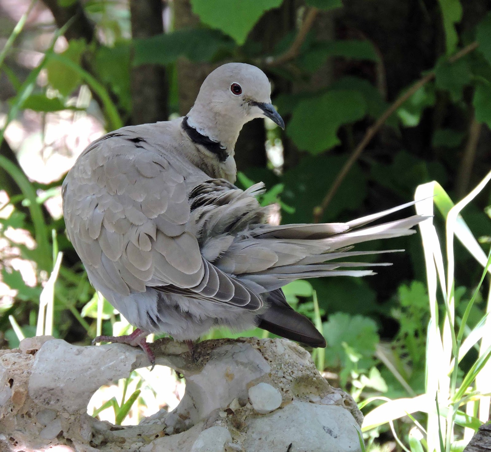 Blog del Màrius Domingo, Ca la Gallineta: La Tòrtora turca.