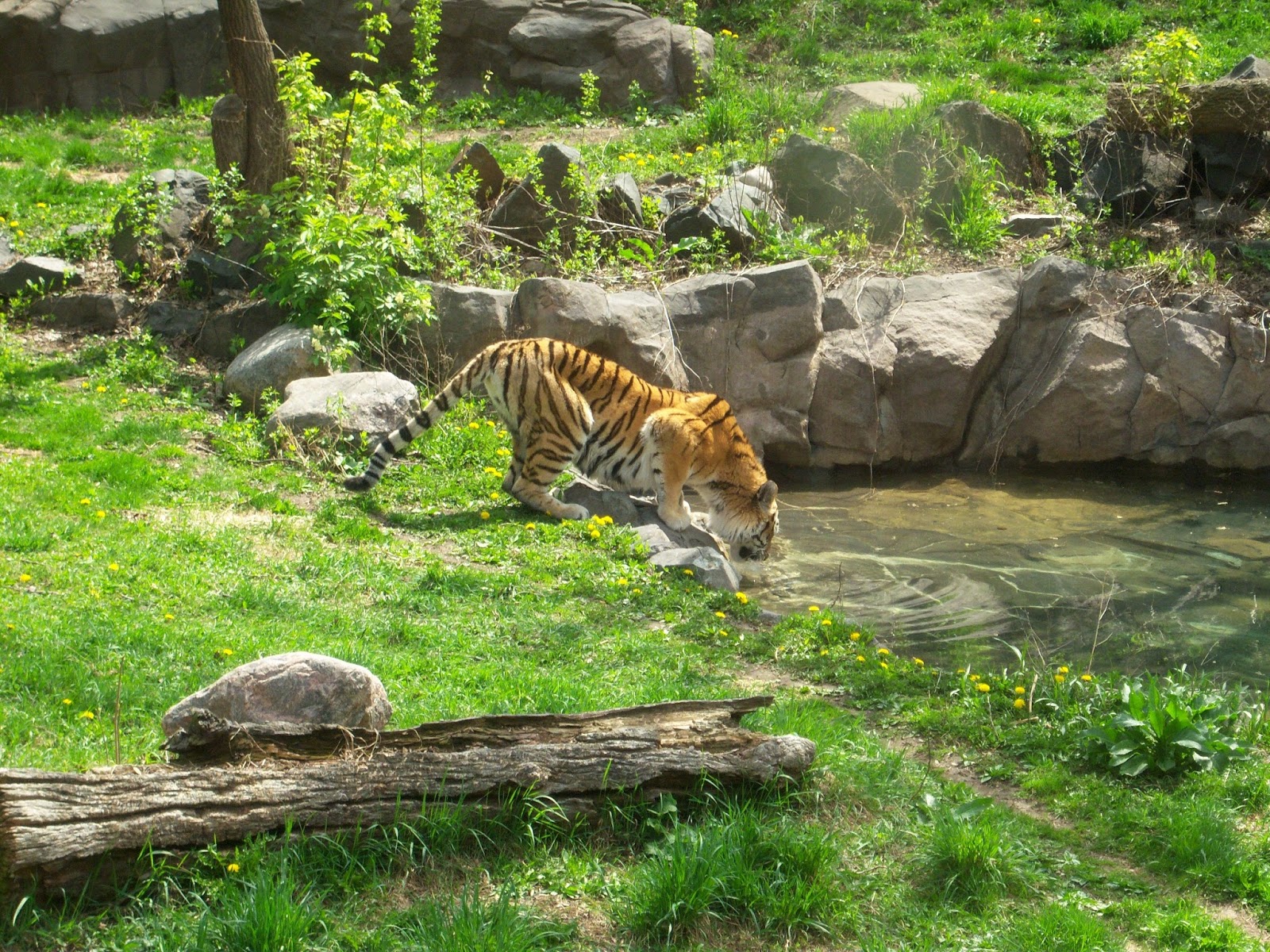 I am CuTRis: Como Zoo and Conservatory