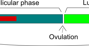 Ready, Set, Chart!: The Follicular Phase