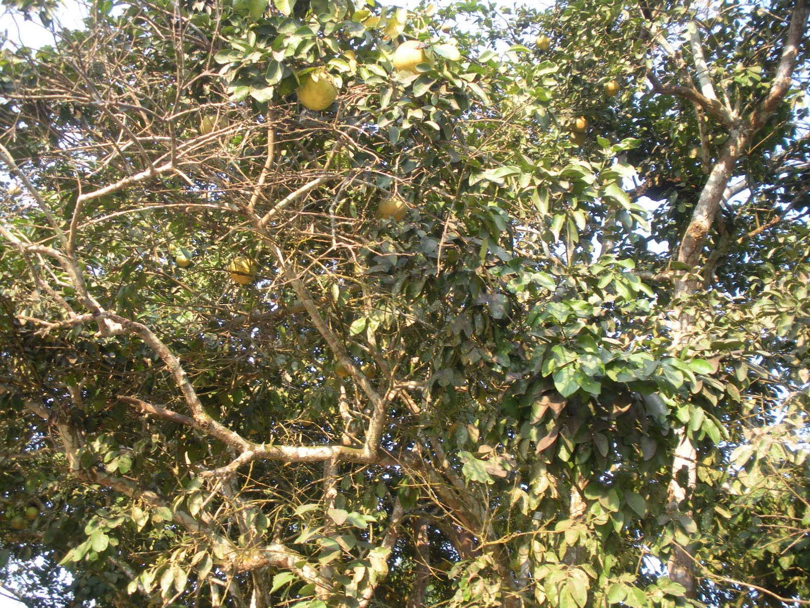 Mission in the Congo: Trees in Congo