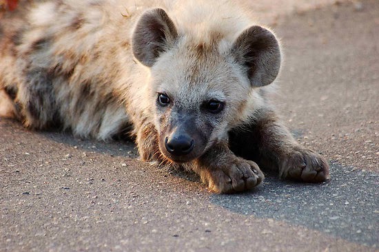 Animal Obsessed : Hyena-mazing!