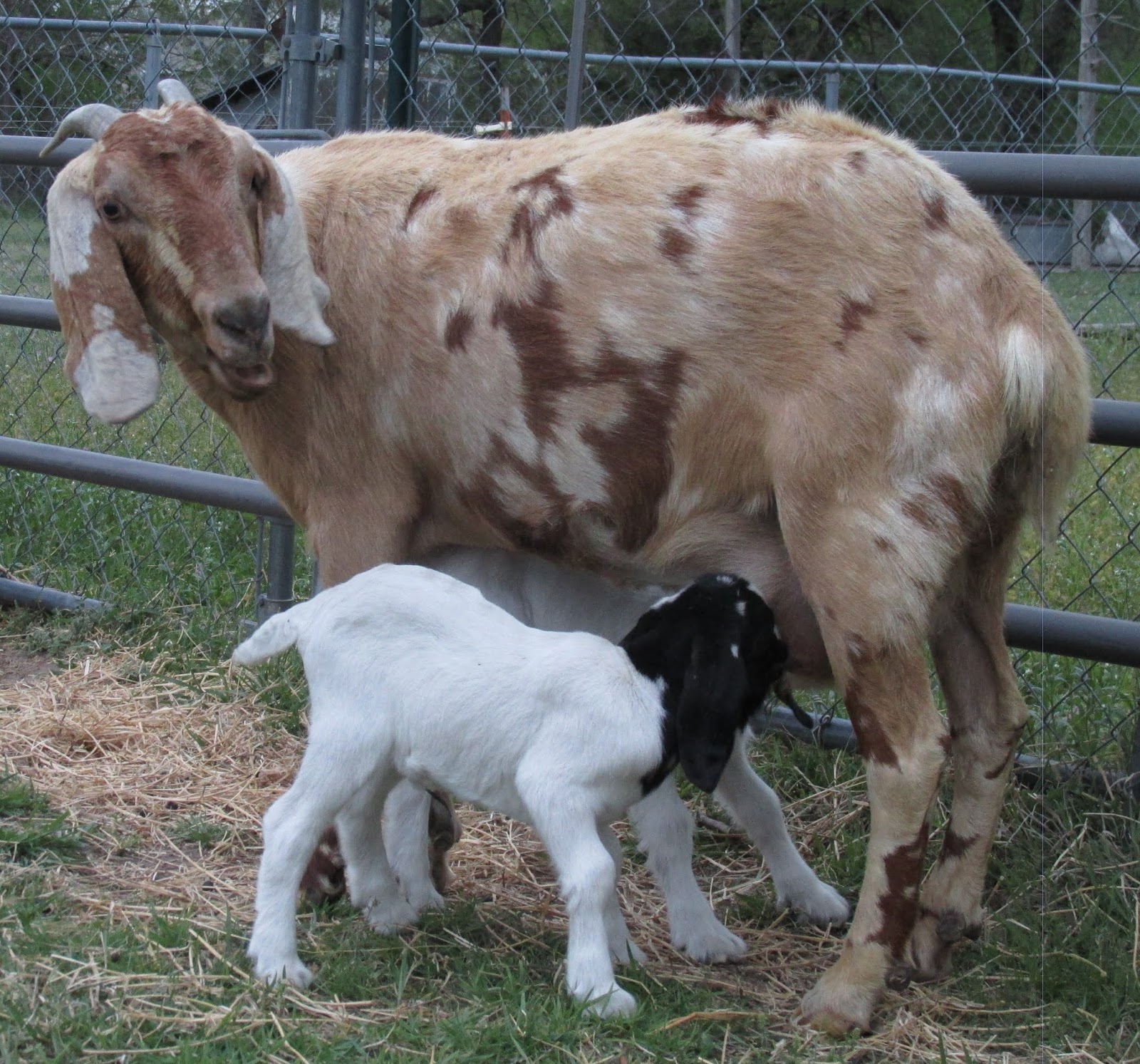 See the Beauty in the Ordinary: Sweet Baby Goats