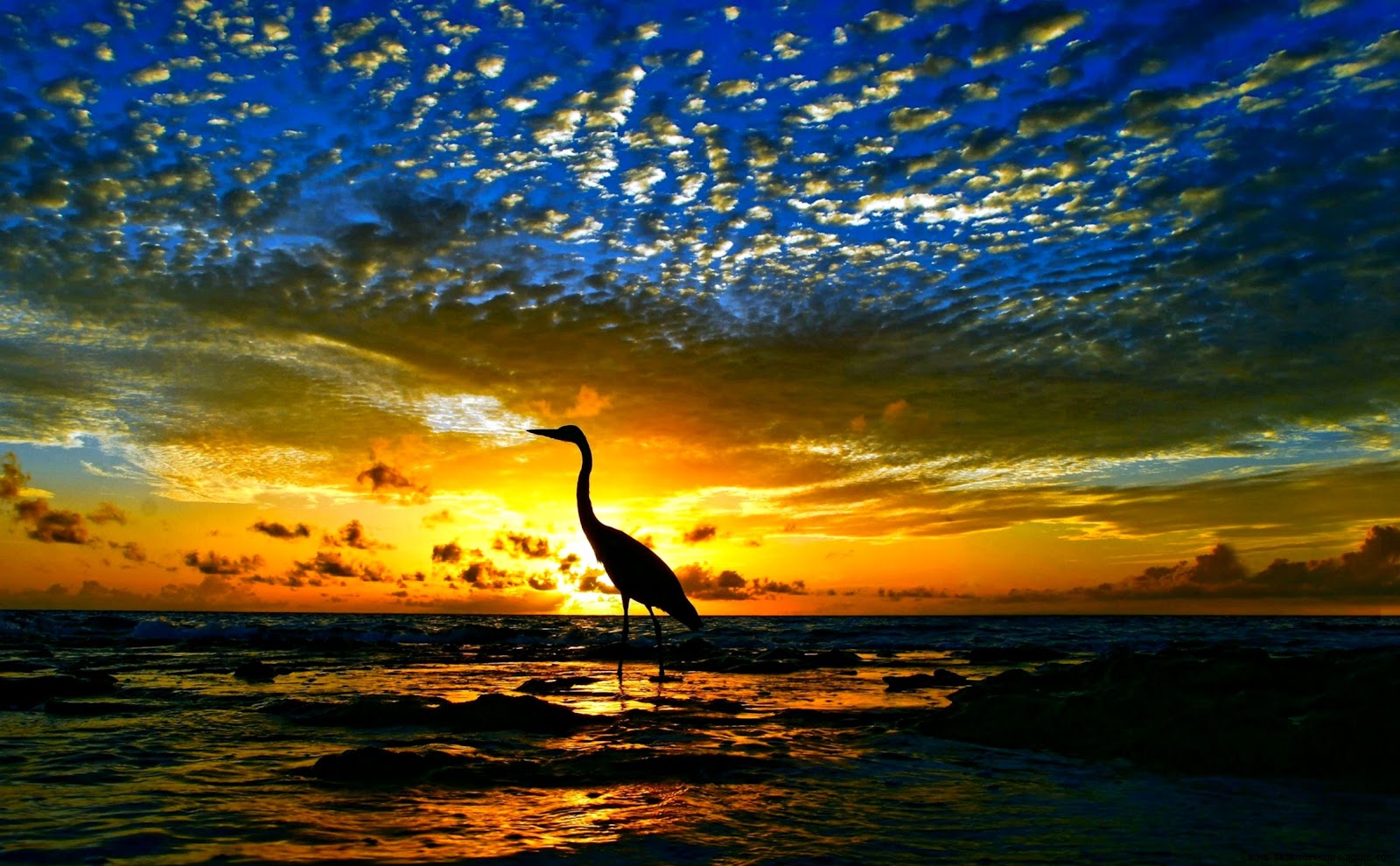 Sunset Bird Hd Wallpaper | All Wallpapers Desktop