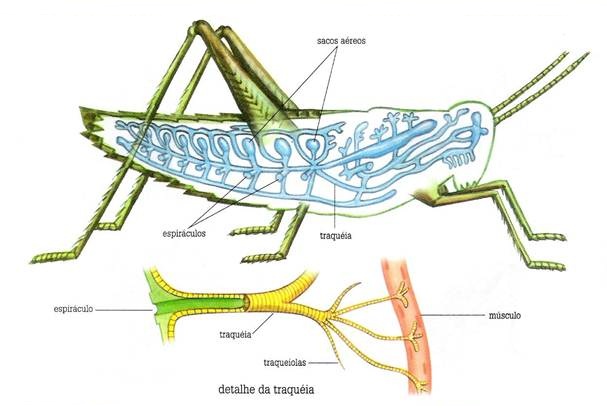 tutorial de ciências