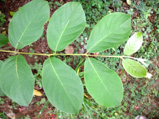 Ink Nut or Chebulic Myrobalan - Aralu | SL Flora