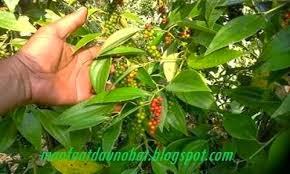 Manfaat Khasiat Lada Atau Merica Untuk Pengobatan - Jantung Sehat