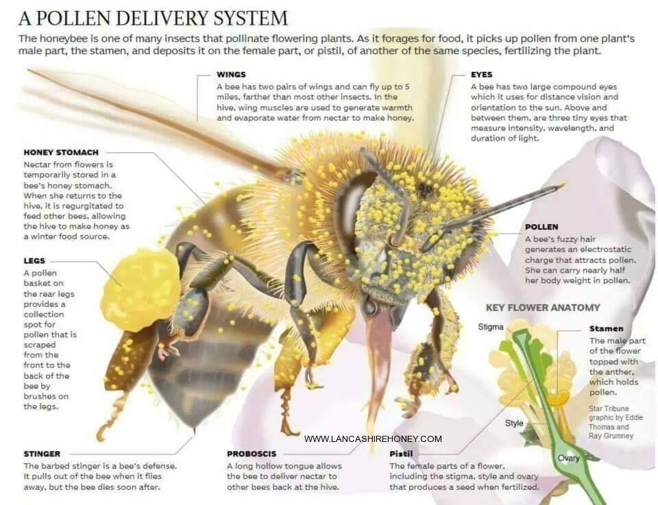 CORONA APICULTORES: CARACTERÍSTICAS DEL POLEN : FÍSICAS, QUÍMICAS Y DE ...