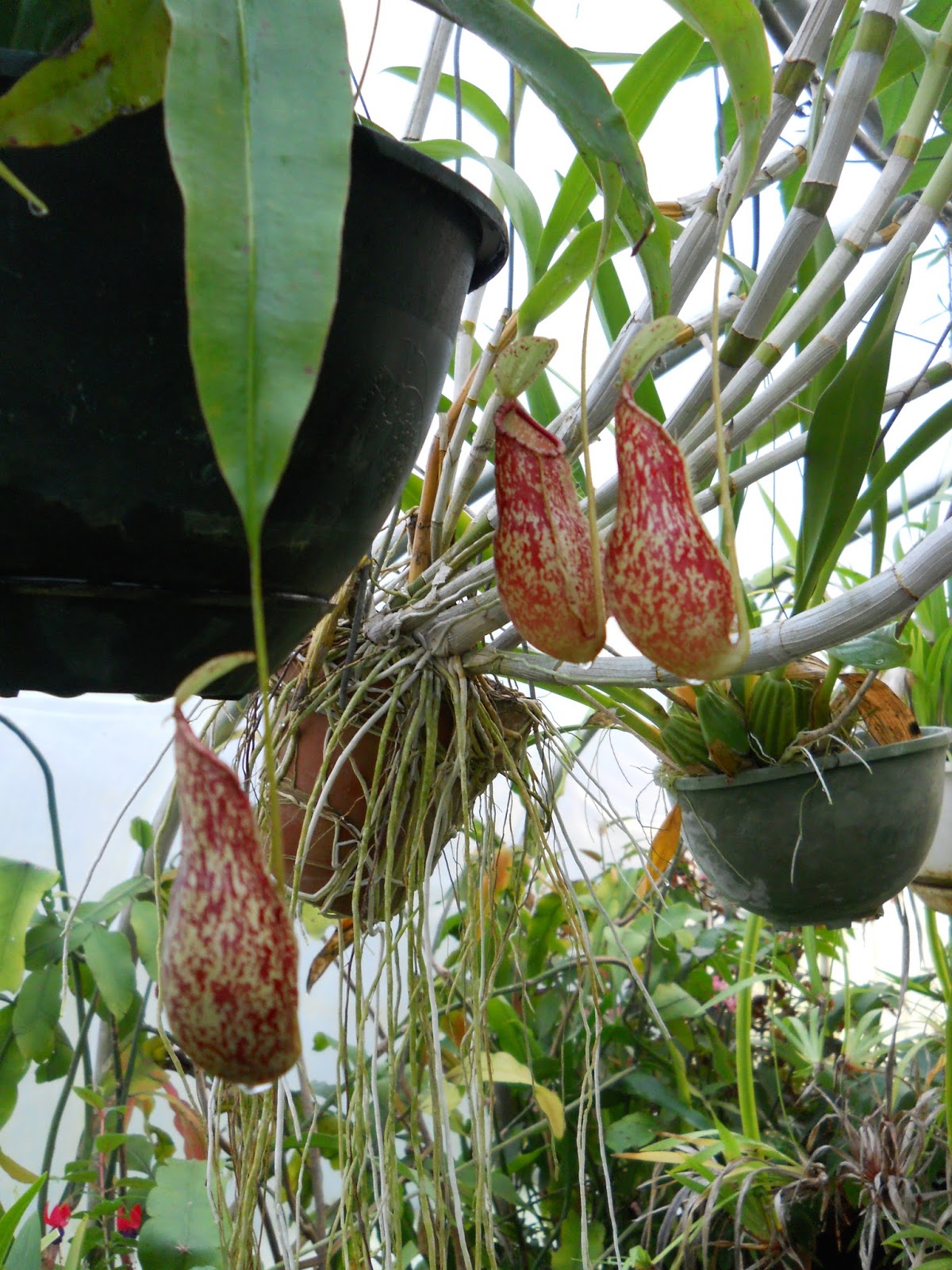Gold Hill Plant Farm: Tropical Pitcher Plant