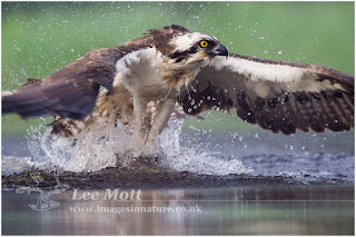 Lee Mott Photography