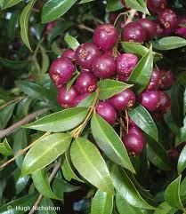 BUNGA: Syzygium/ Jambu-jambuan
