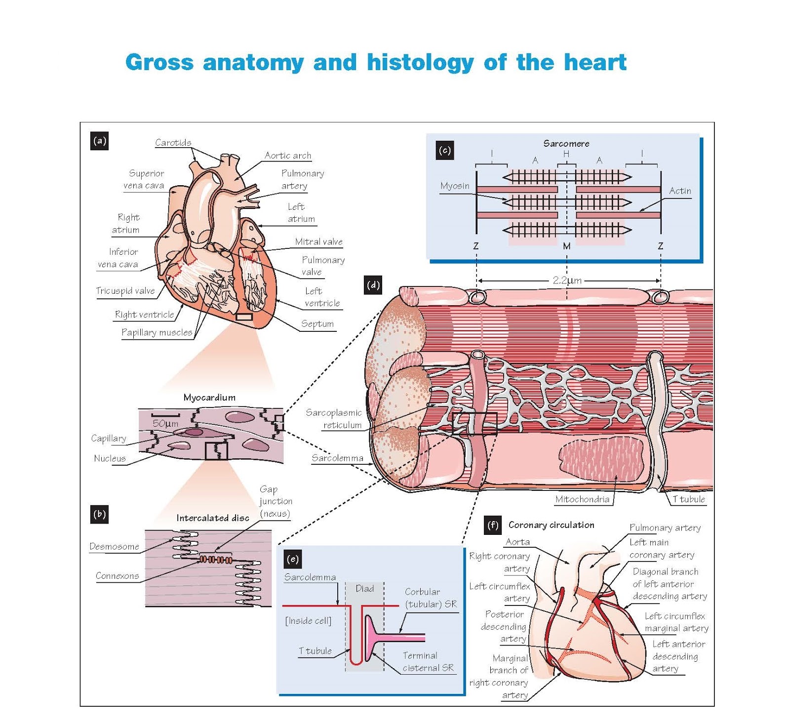 Anatomy And Histology Of The Heart - pediagenosis