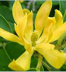 Bunga Jeumpa ~ LOVE BUMIKU