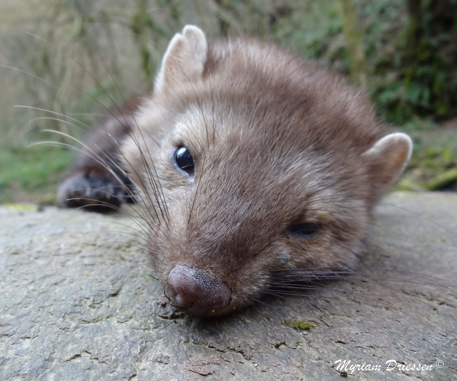 Gîte et découvertes de la vallée du Sant: Adieu petite fouine