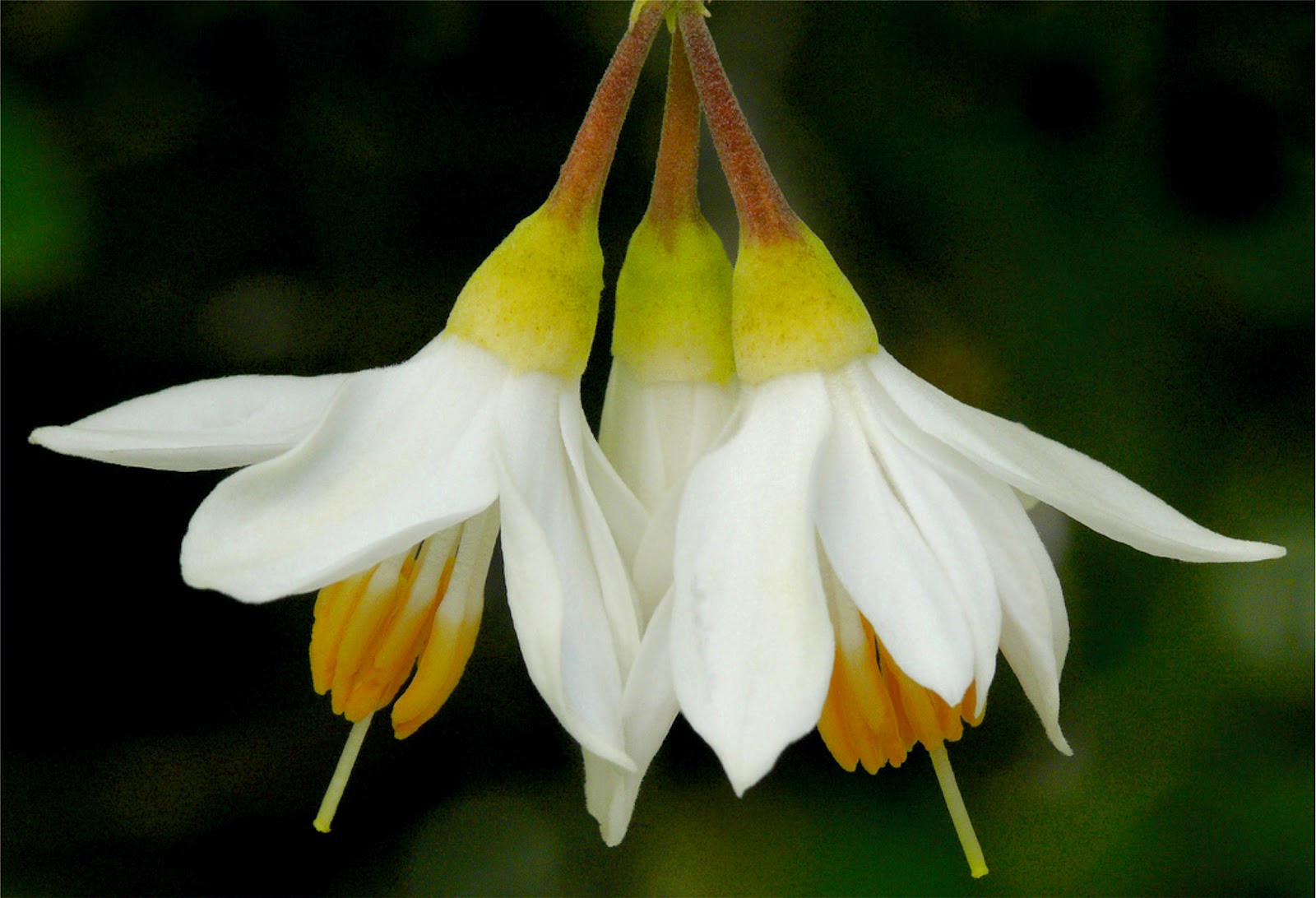 Soluciones Naturales : Benjuí Planta Milagrosa