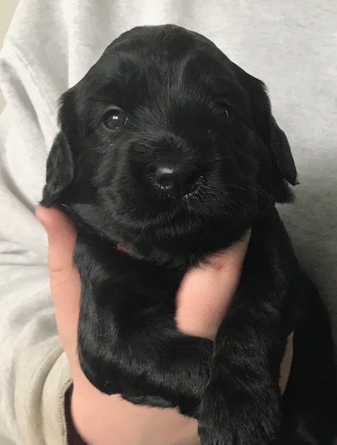 Golden Gate Labradoodles: Authentic Australian Labradoodles