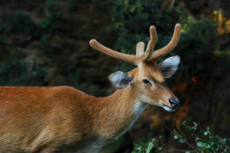 That Ease: Important Species of India