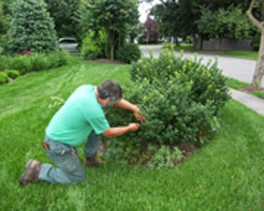 Southern Cross Outdoors: Shearing vs Hand Pruning