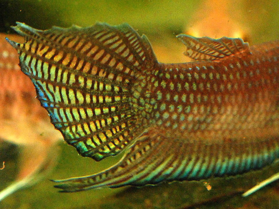 奇獸飼育學: 2012-01-12新進魚隻