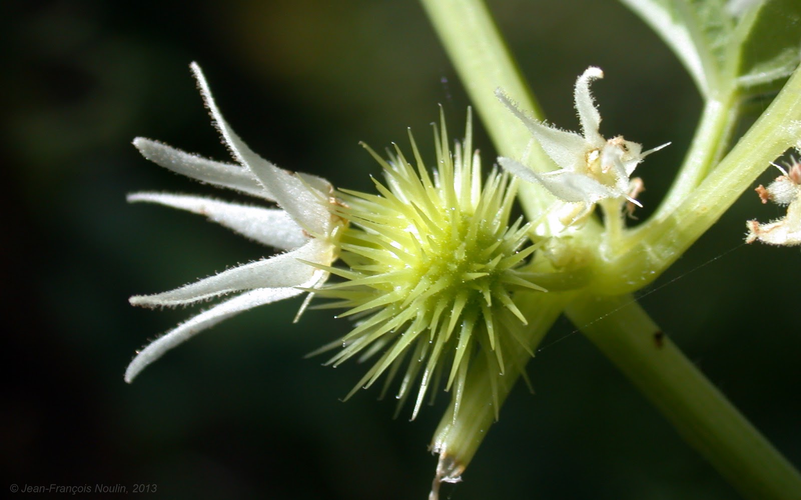 Carnet naturaliste: Concombre grimpant, Echinocystis lobata, Wild Cucumber