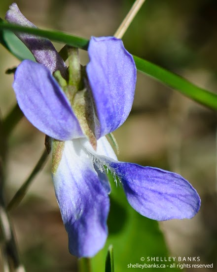 Prairie Wildflowers: Early Blue Violets