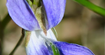 Prairie Wildflowers: Early Blue Violets