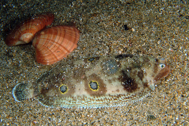 ANIMAIS DA RIA FORMOSA: Peixes 1