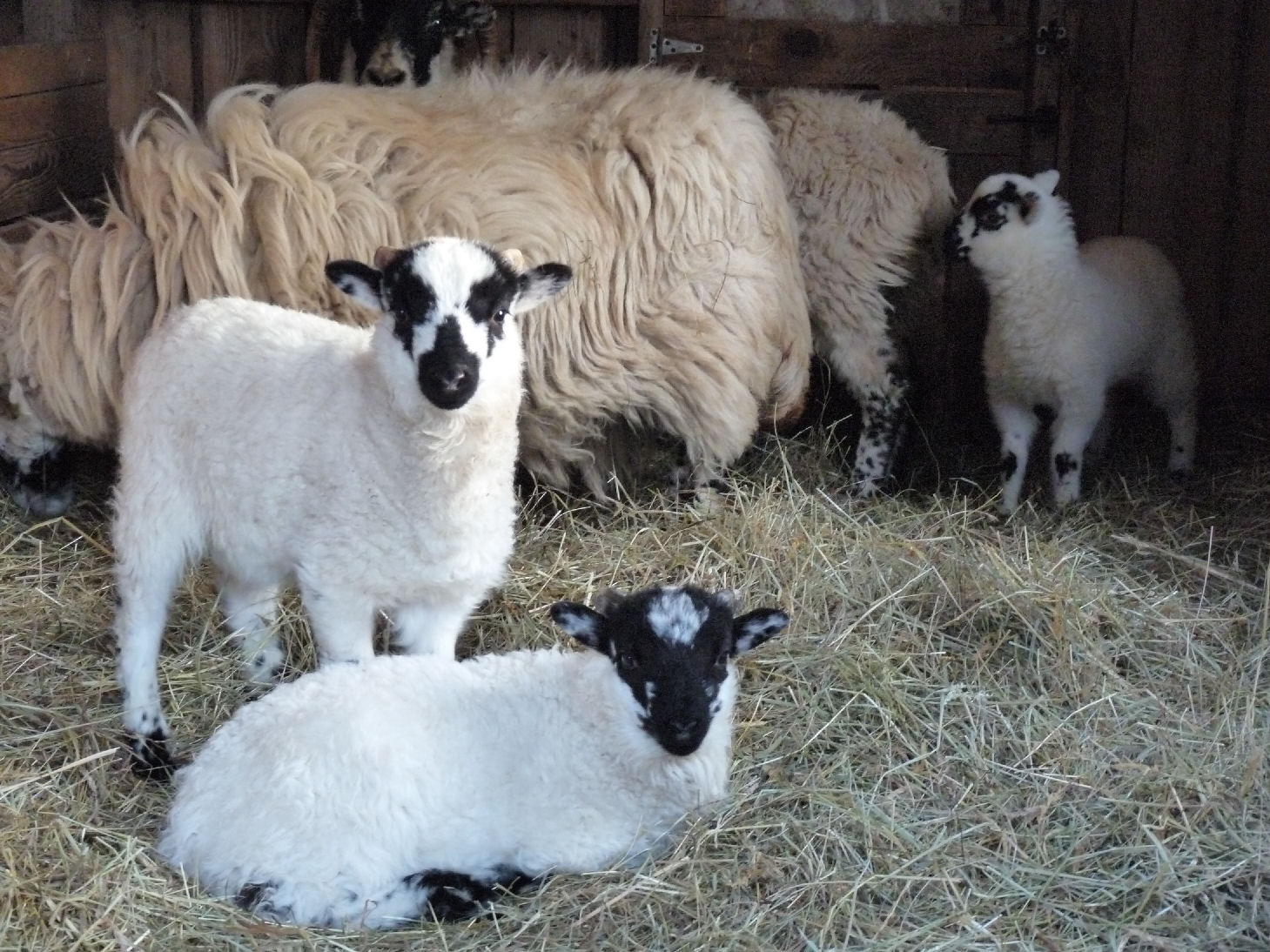 Hill Shepherd: The purebred Scottish Blackface Sheep here