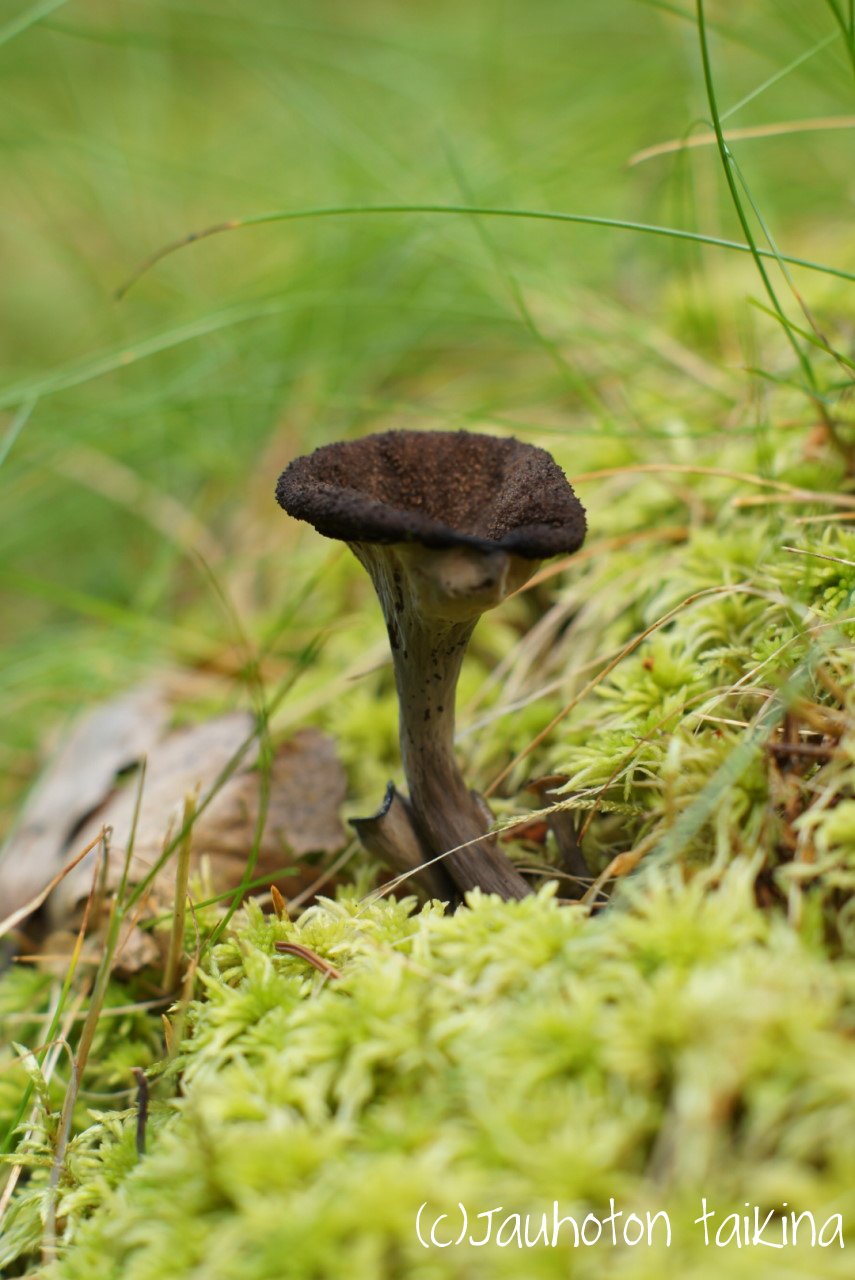 Jauhoton taikina : Mustatorvisienimakkara + infoa torvisienestä