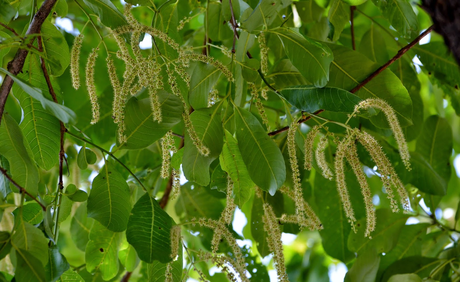 WWF-MSO: Suryamal Camp report