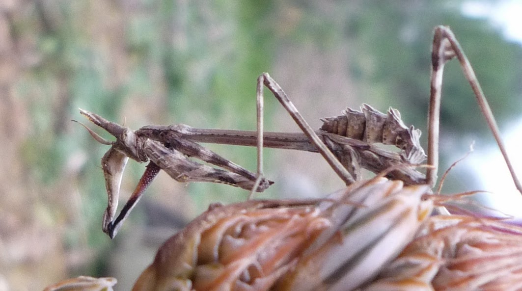 Aula Ciclo-Senderista-Cultural: EMPUSA PENNATA (MANTIS PALO)