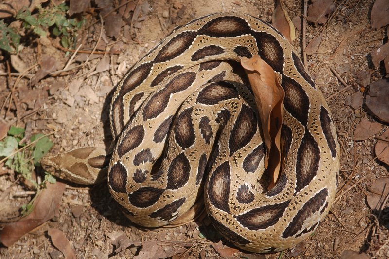 Russel Viper | Snakes