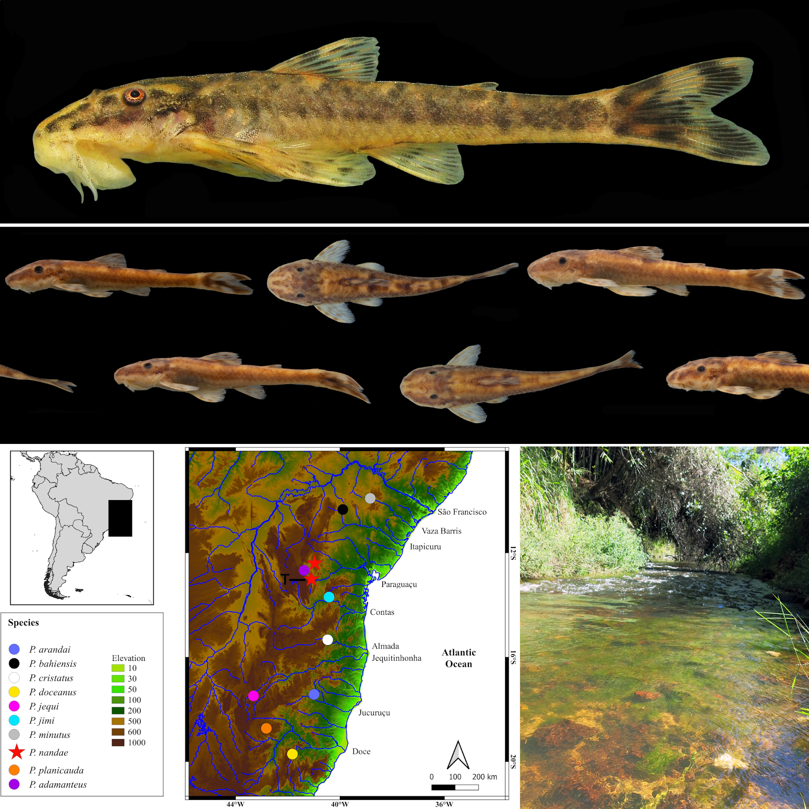Species New to Science: [Ichthyology • 2020] Parotocinclus nandae • A ...