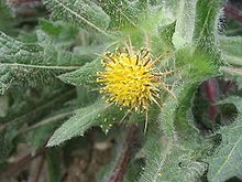 Herbs-Treat and Taste: HOLY THISTLE - " LAY IT TO YOUR HEART": HISTORY ...