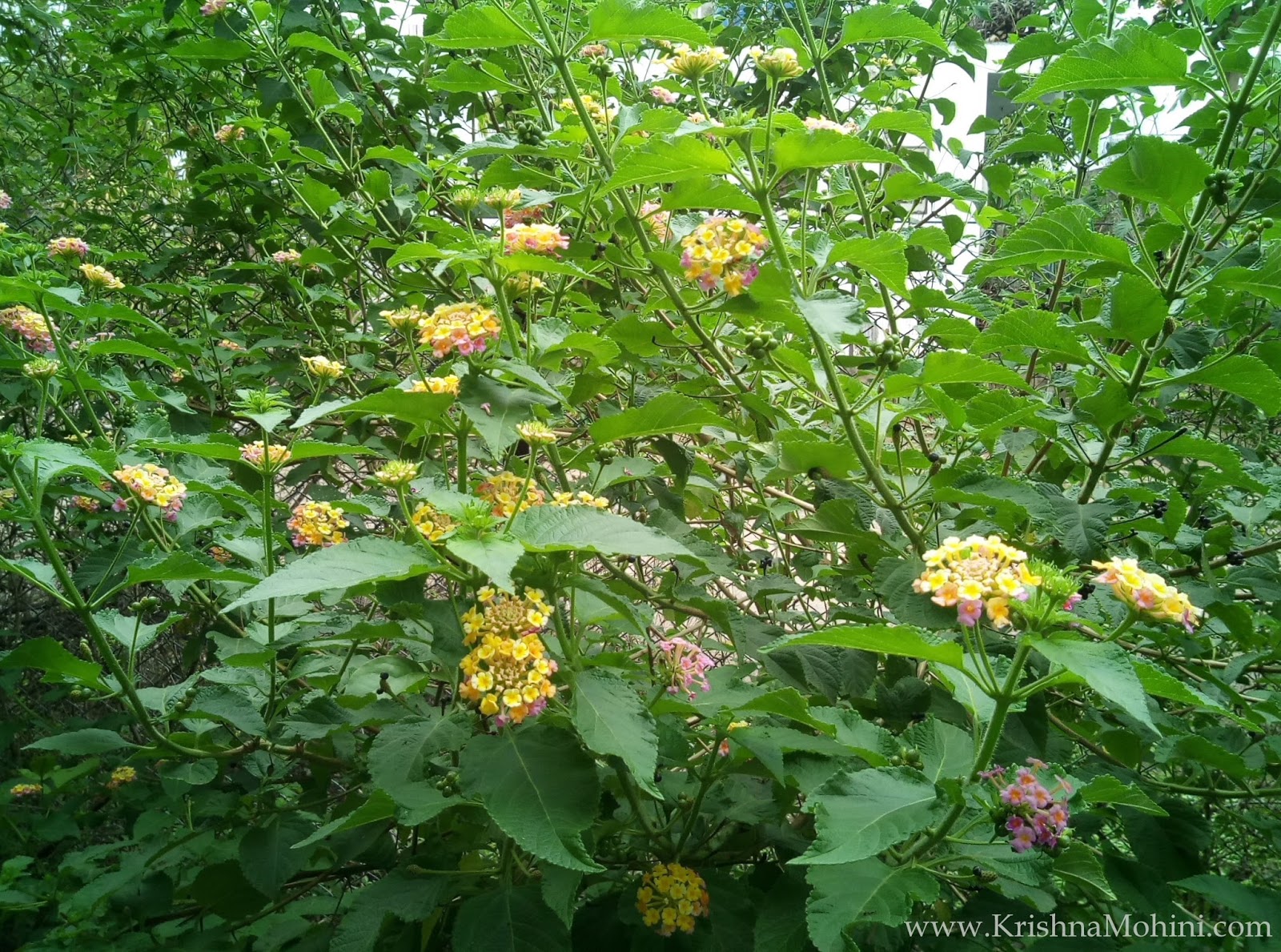 Beautiful Lantana Flowers