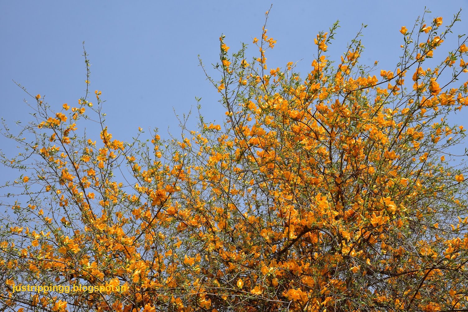 Just Tripping!: Roheda – The Dream in the Desert