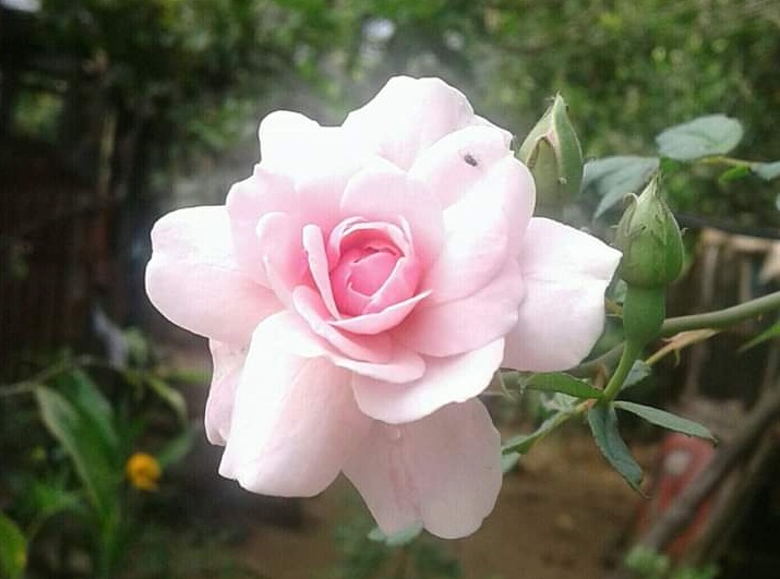 Kumpulan Gambar setangkai Bunga Mawar Berbagai Warna Cantik