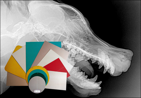 Veterinary X-Ray: Use of a Grid or No Grid