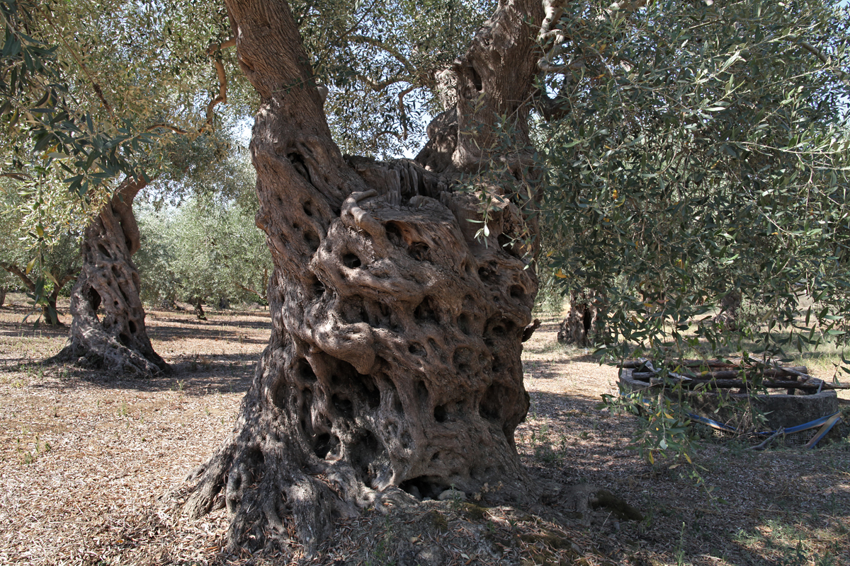 Antiguos OLIVOS del Mediterráneo : GREECE. ELLADA. MESSINIA. METHONI ...