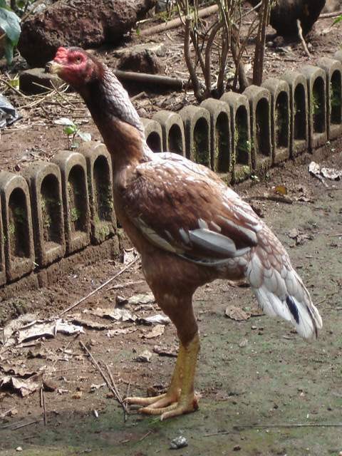 KING GHAZI: Indian Asil