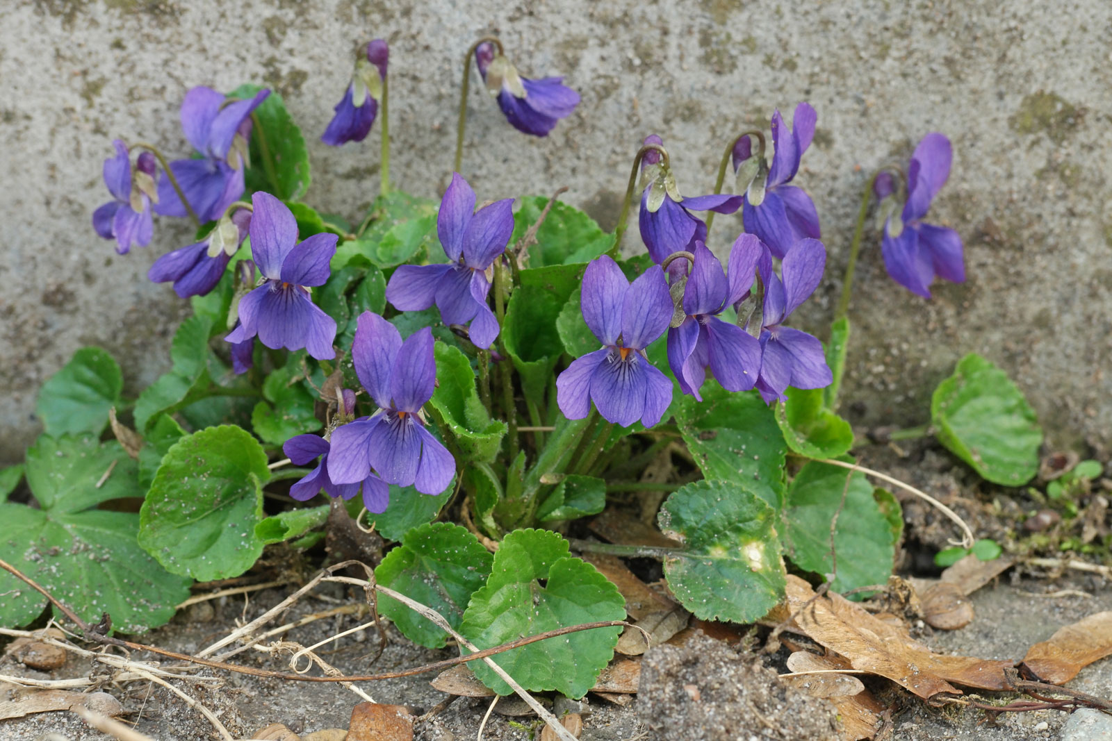 PLANTAS MEDICINALES: VIOLETA (Viola odorata L.)