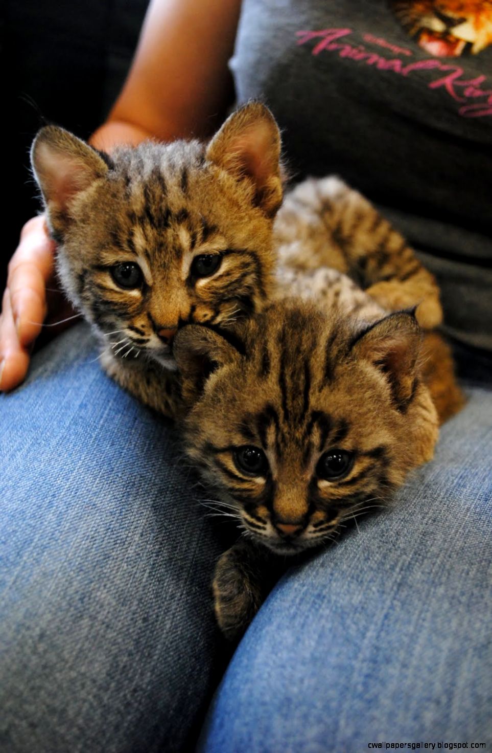 Bobcat Kittens | Wallpapers Gallery
