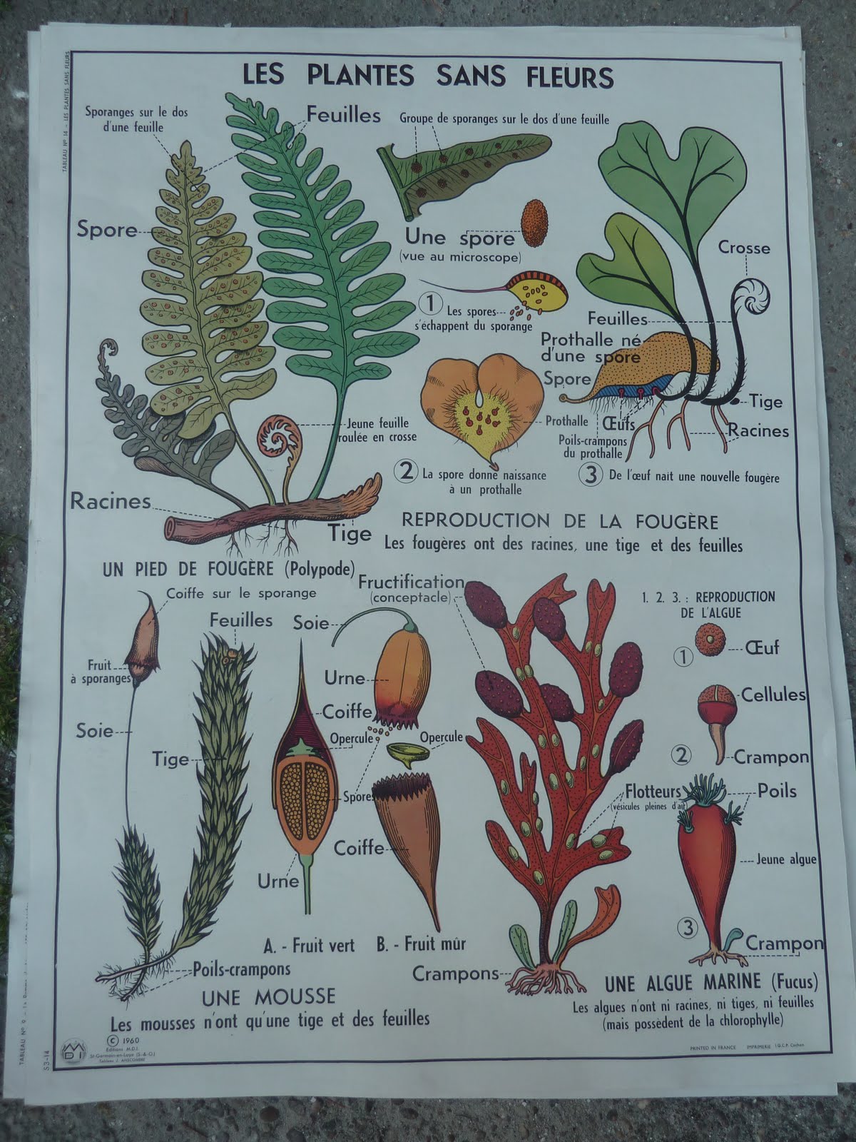 Vintage French Posters Botany Animals Anatomy, old World Maps from ...