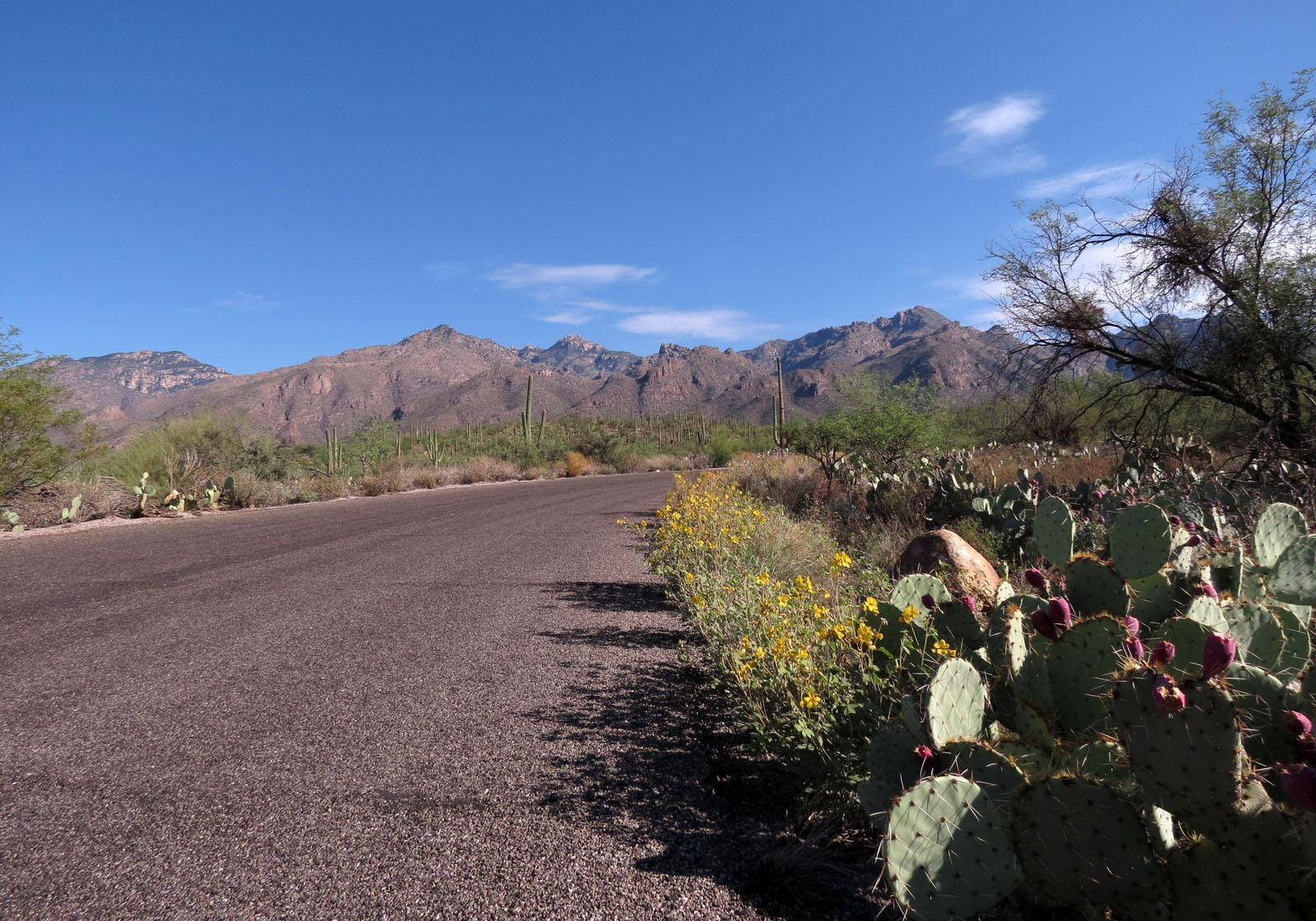 Desert Colors: Nature Walk