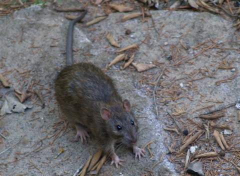 Minuto Hamster: Rato de rua X Hamster