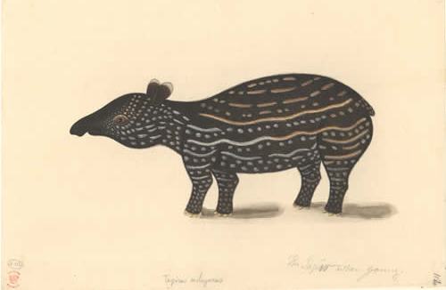 Fire · Powa: tapir