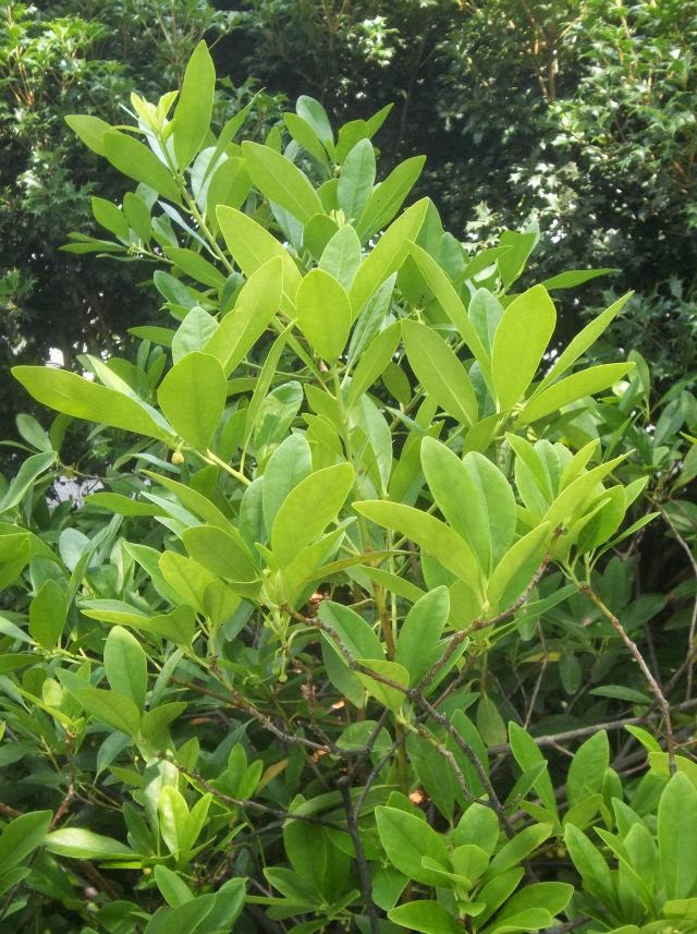 Future Plants by Randy Stewart: Illicium - Anise Tree