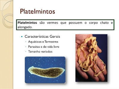 Filo platelmintos | Biologia: A ciência da vida