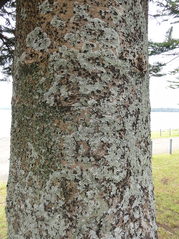 Snap Happy Birding: Weekend Reflections at Shingle Splitters Point